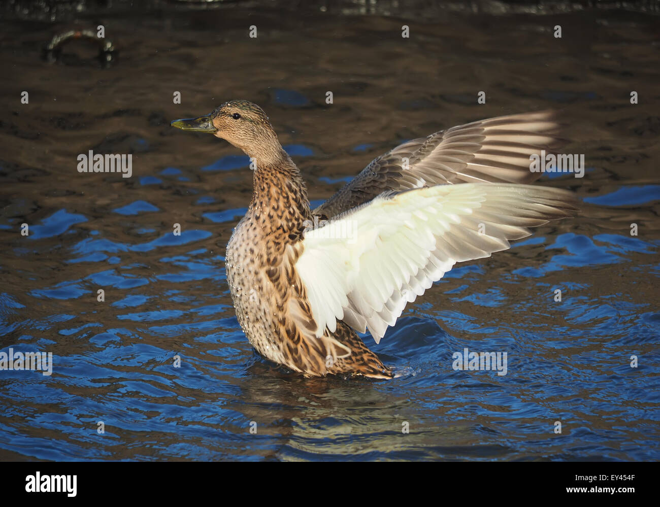 duck flaps its wings Stock Photo - Alamy