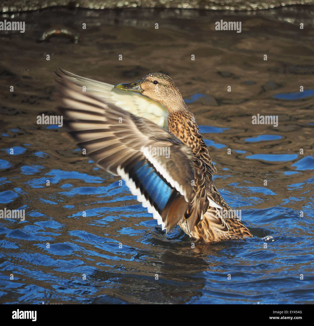 duck flaps its wings Stock Photo - Alamy