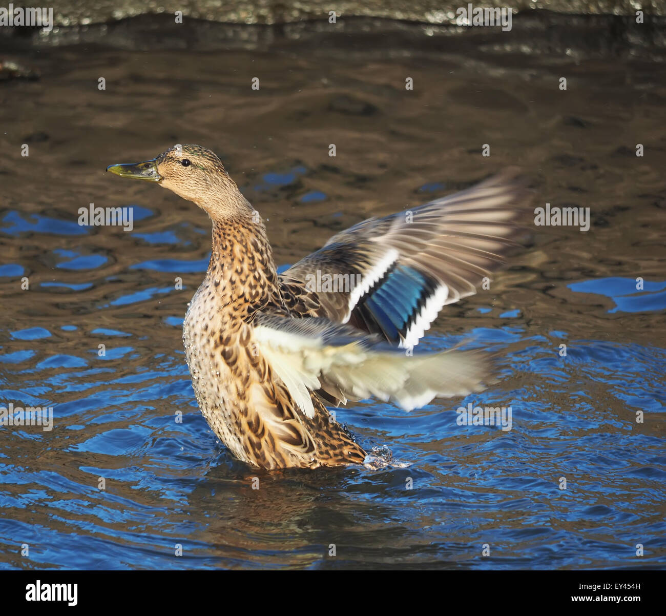 duck flaps its wings Stock Photo - Alamy