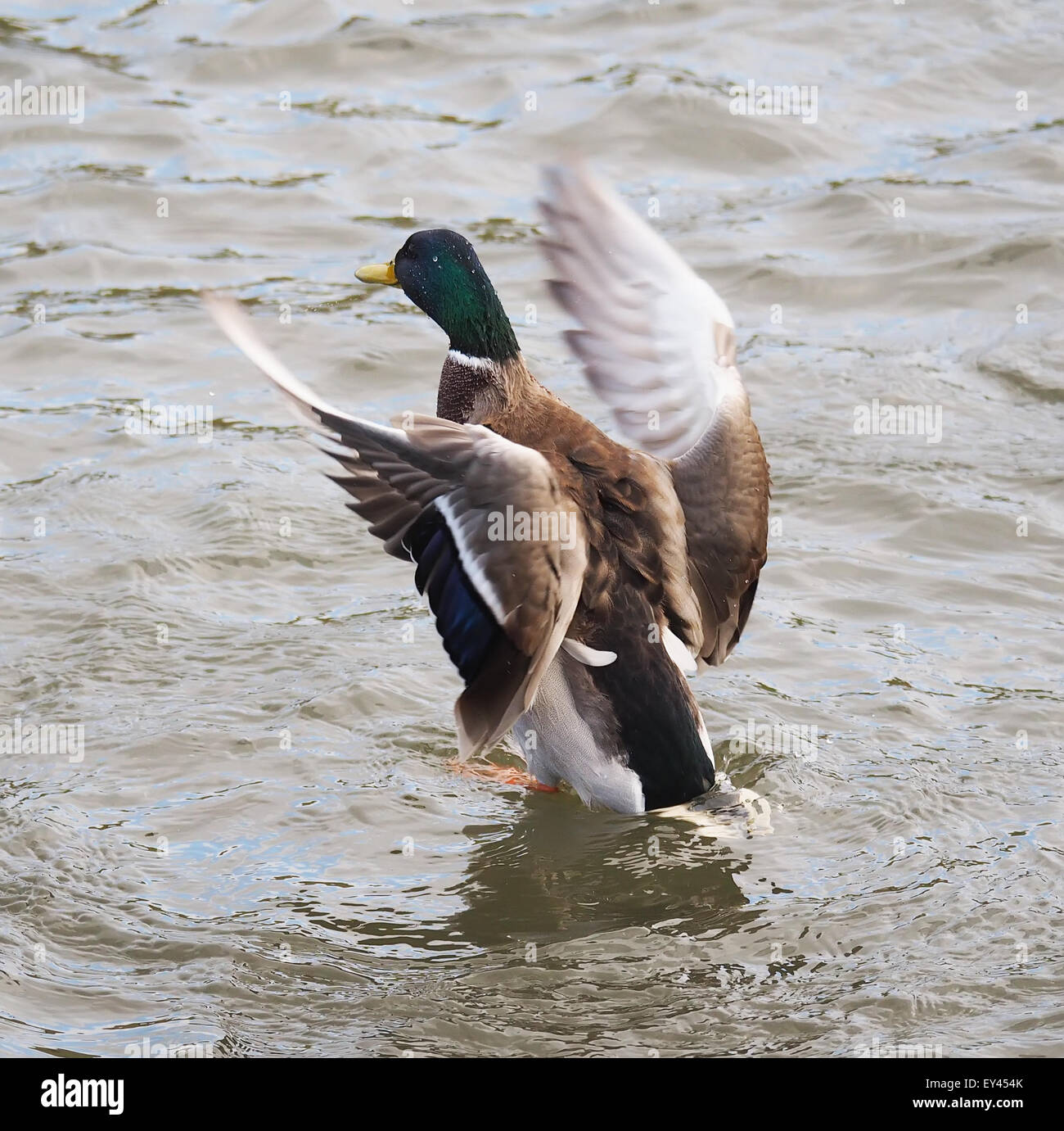 duck flaps its wings Stock Photo - Alamy