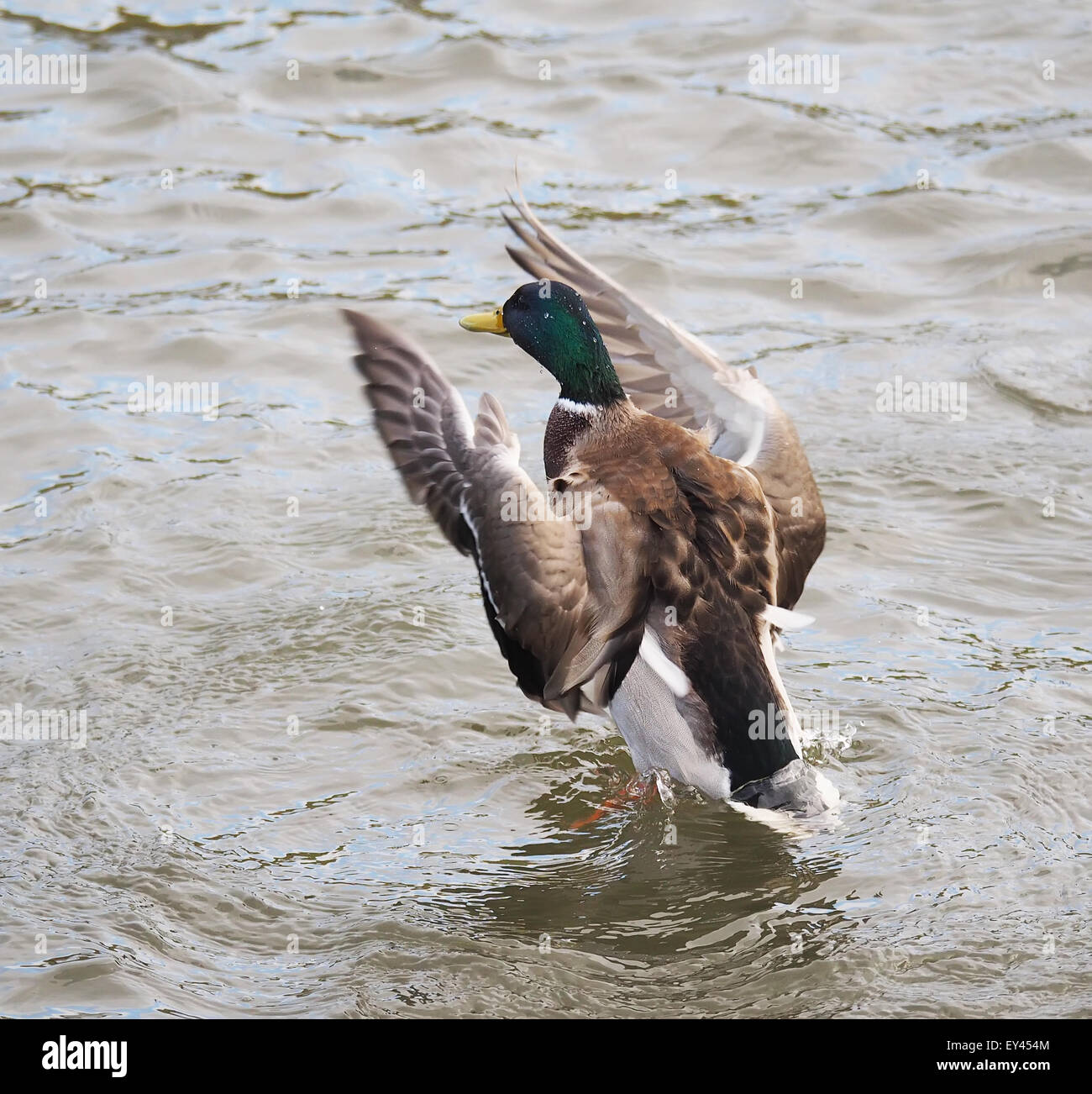 duck flaps its wings Stock Photo - Alamy