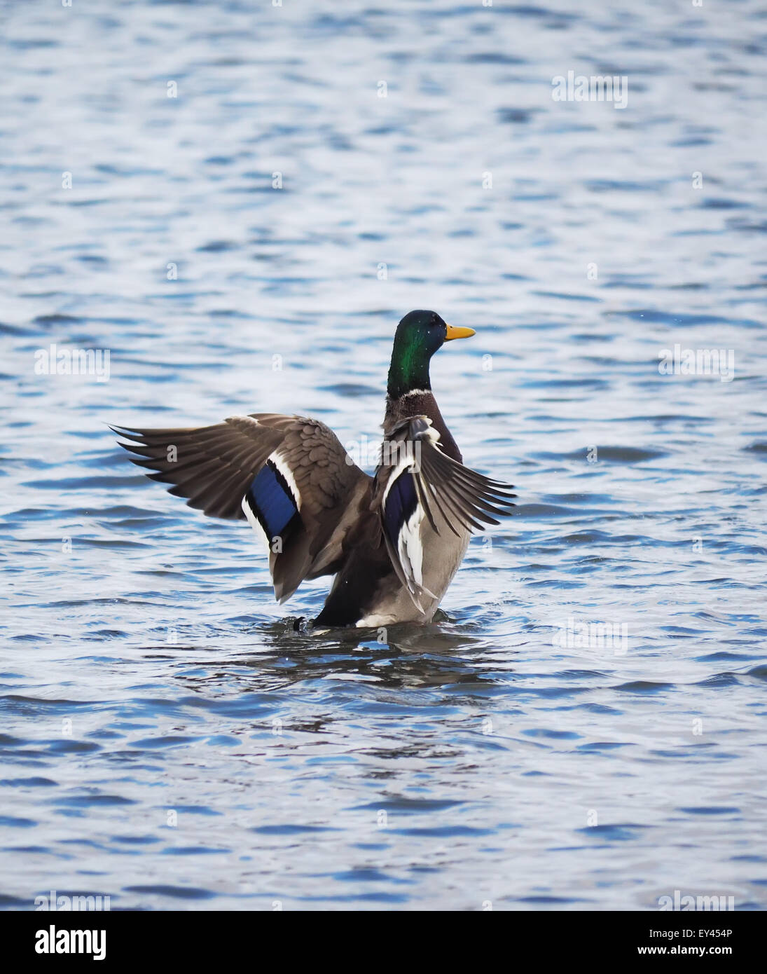 duck flaps its wings Stock Photo - Alamy