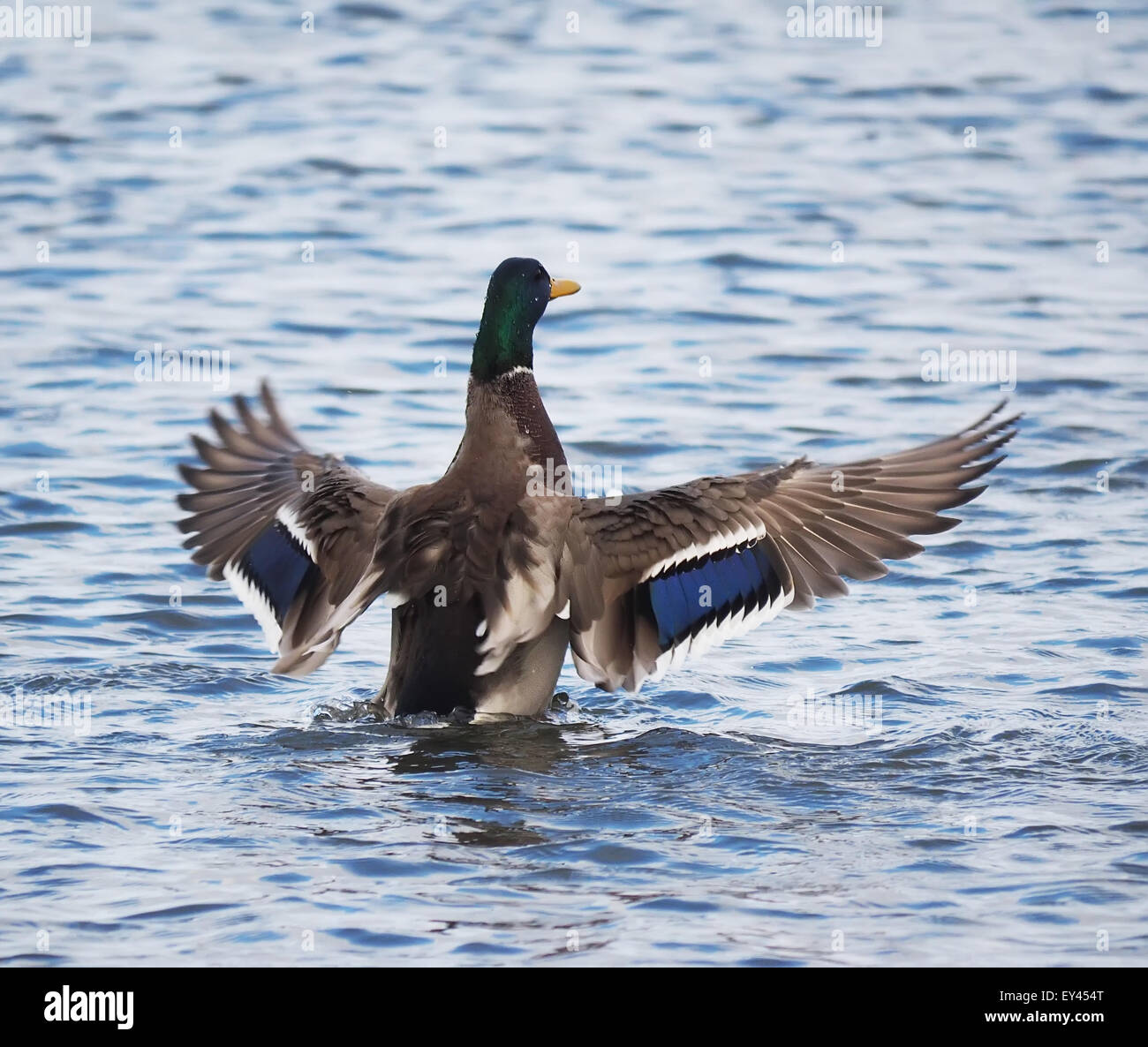 duck flaps its wings Stock Photo - Alamy