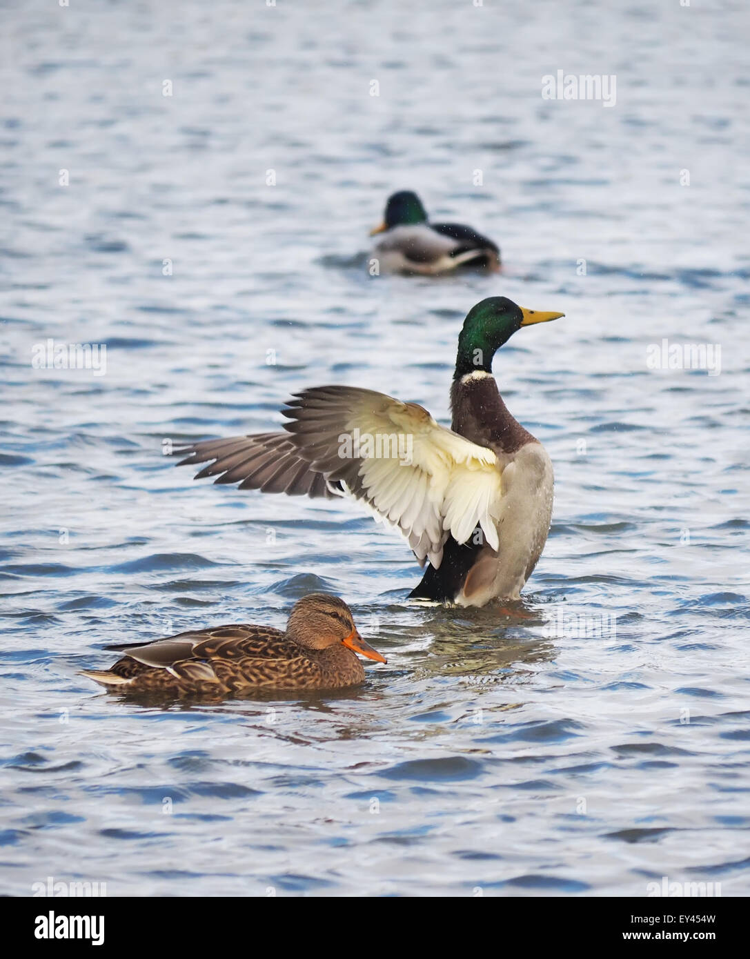 duck flaps its wings Stock Photo - Alamy