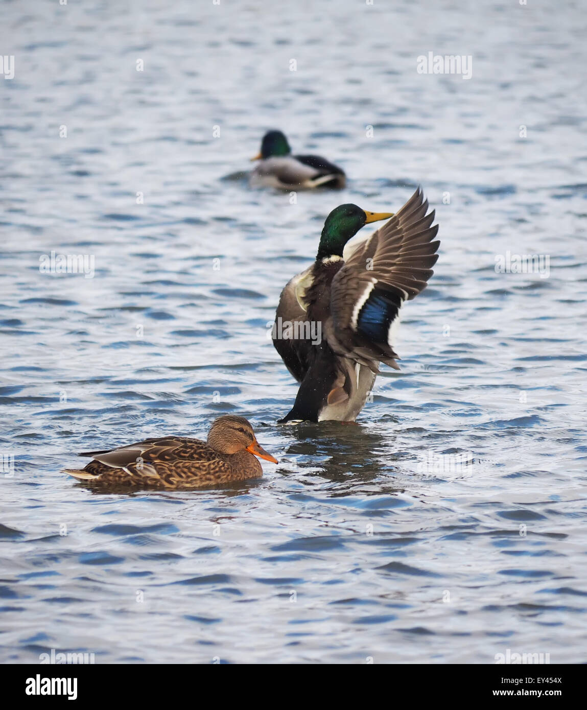 duck flaps its wings Stock Photo - Alamy