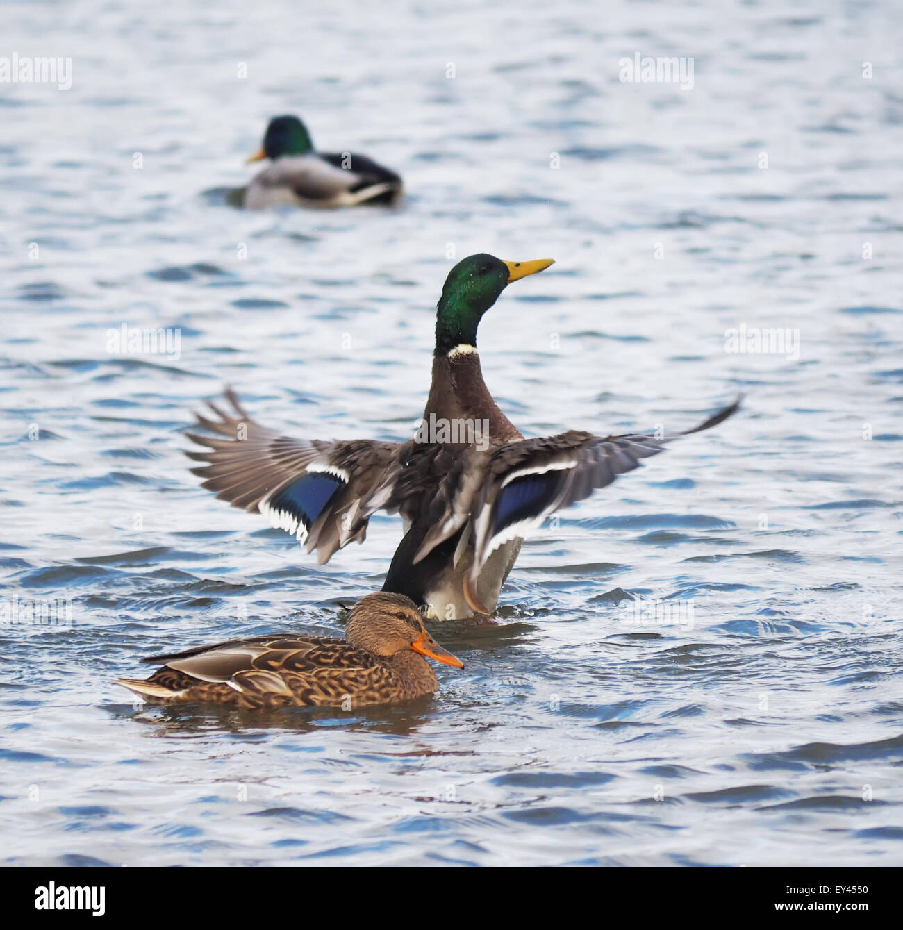 duck flaps its wings Stock Photo - Alamy
