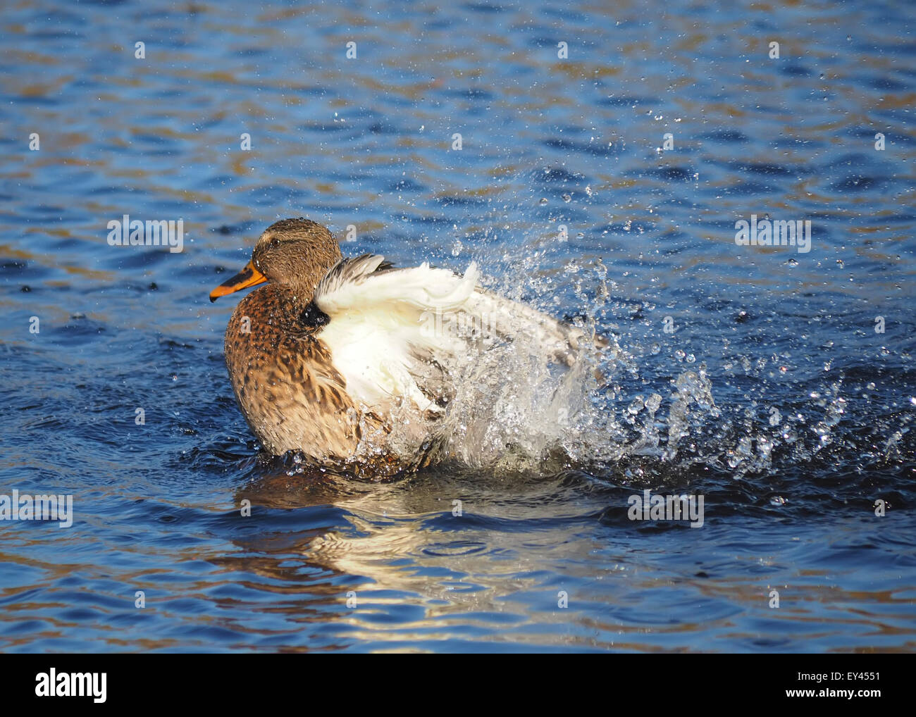 duck flaps its wings Stock Photo - Alamy