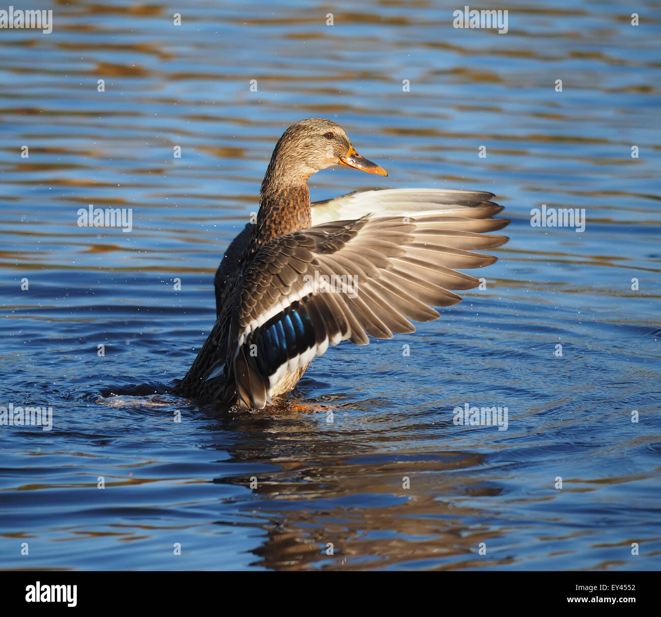 duck flaps its wings Stock Photo - Alamy
