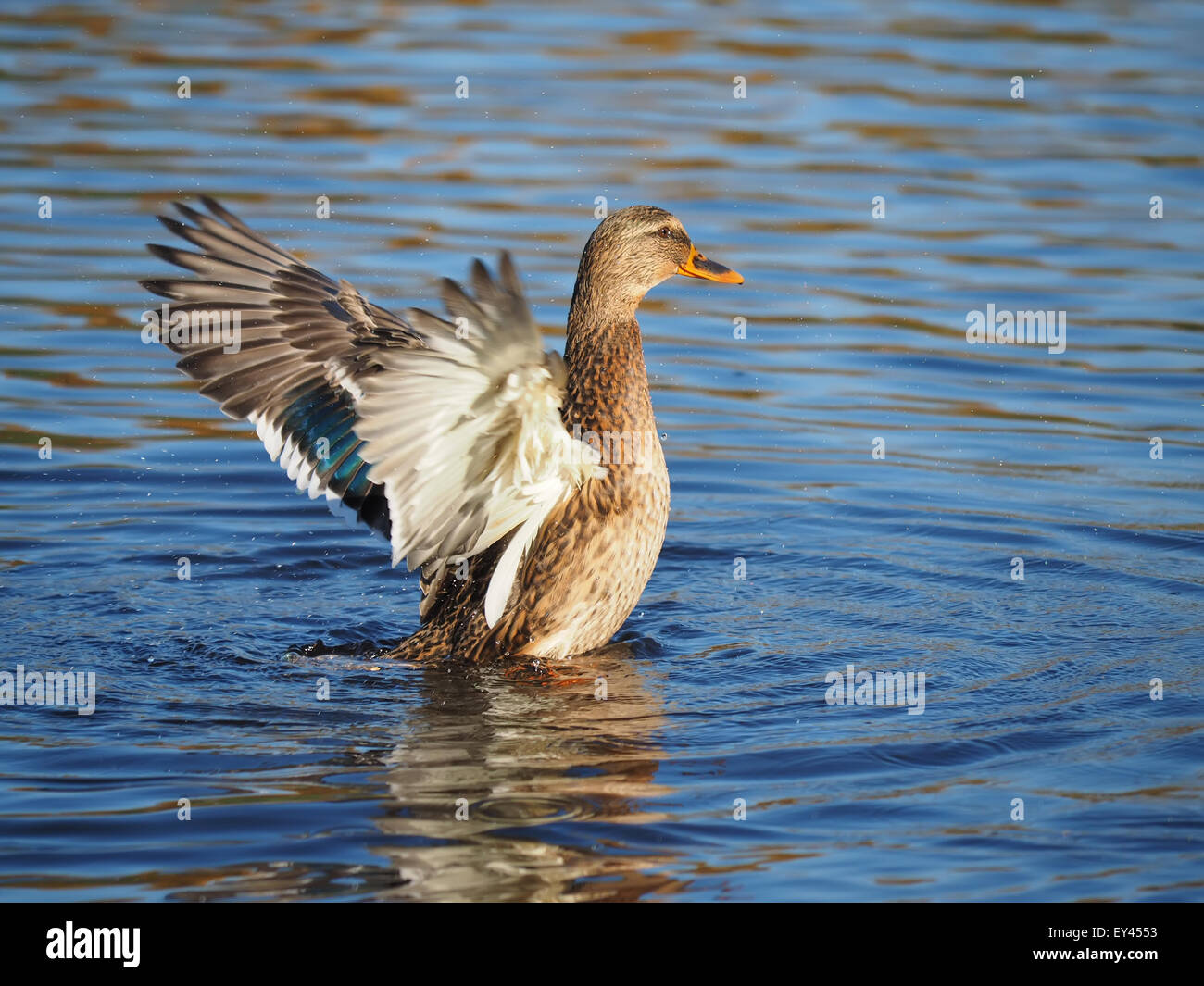 duck flaps its wings Stock Photo - Alamy
