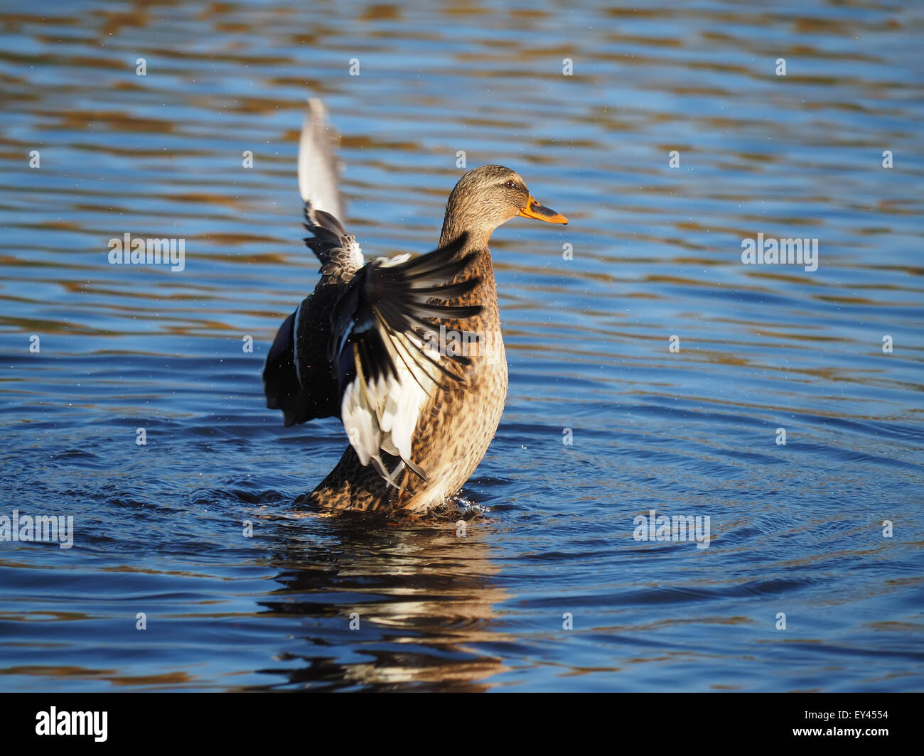duck flaps its wings Stock Photo - Alamy