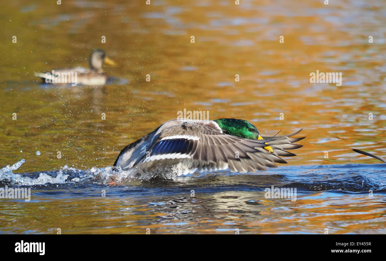 duck flaps its wings Stock Photo - Alamy