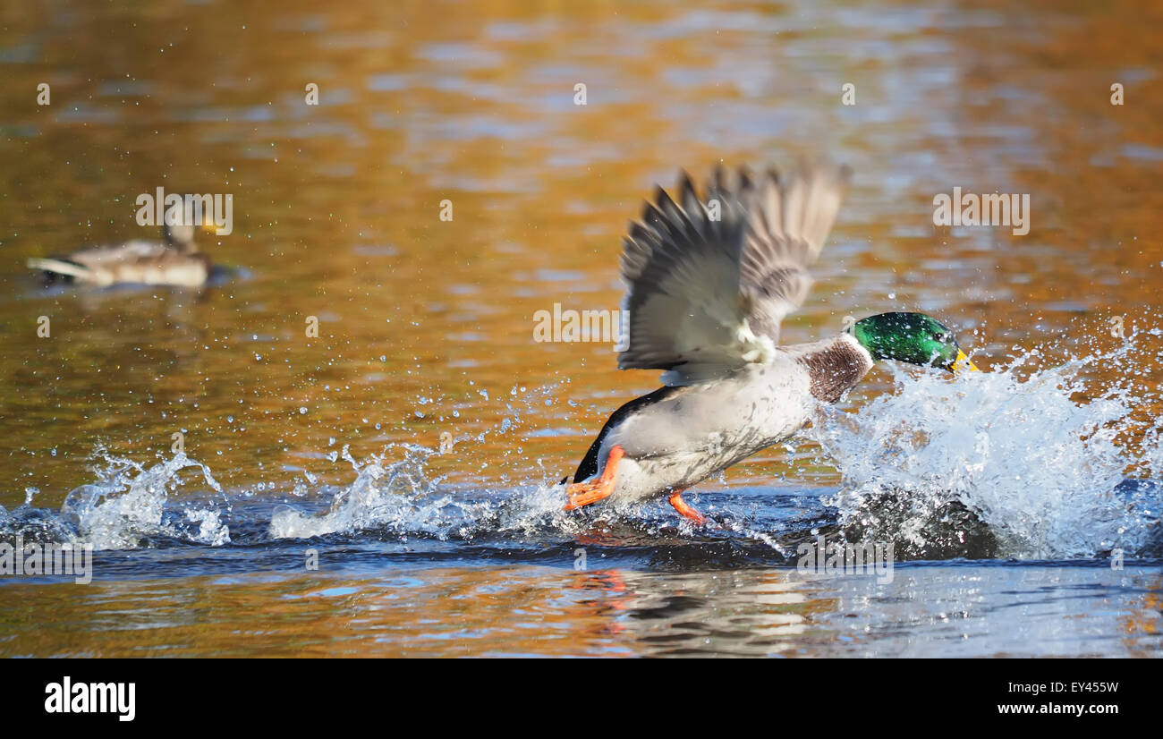 duck flaps its wings Stock Photo - Alamy