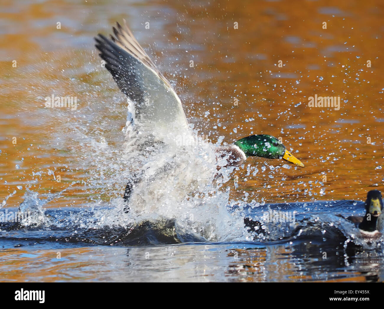 duck flaps its wings Stock Photo - Alamy