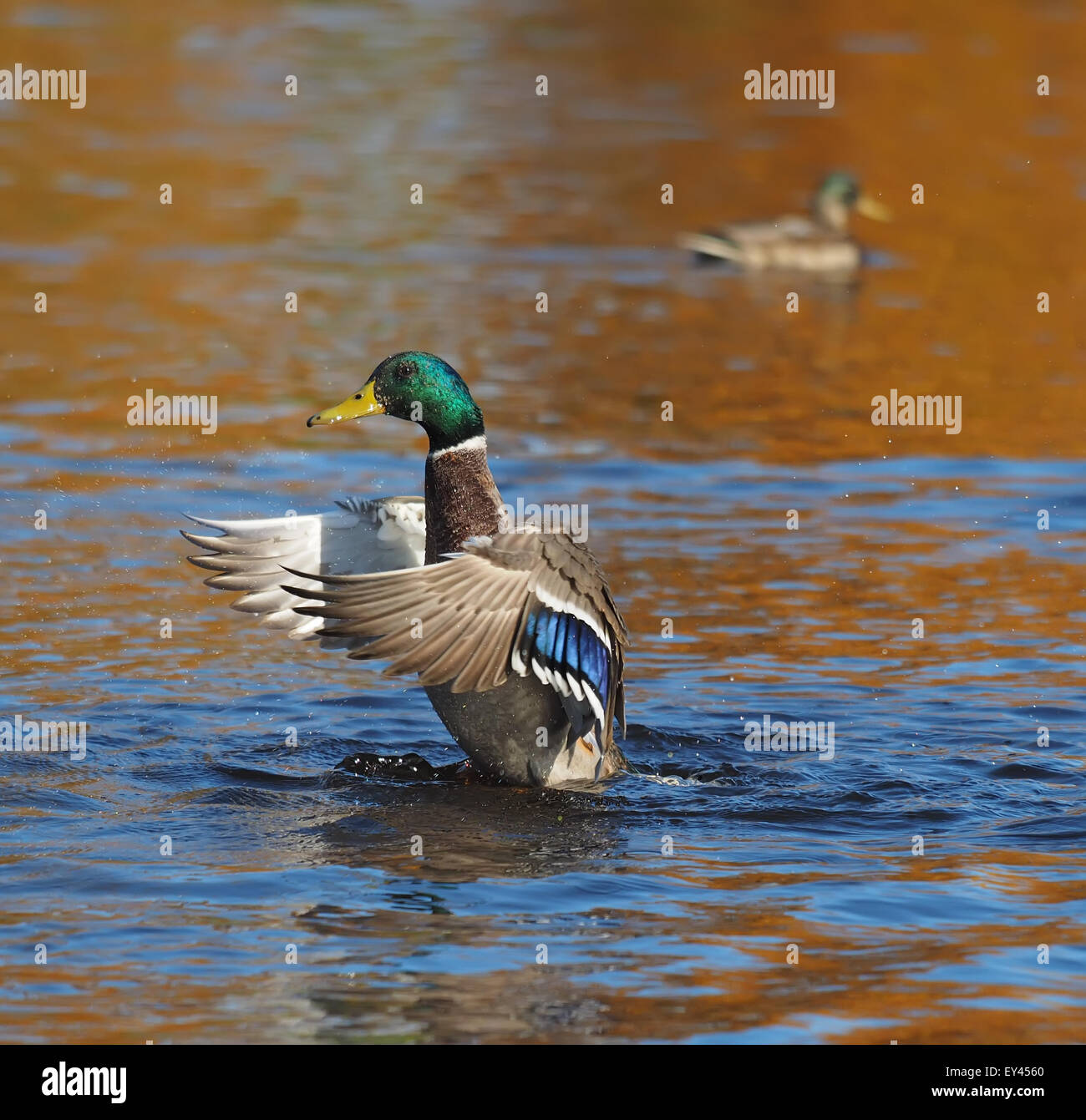 duck flaps its wings Stock Photo - Alamy
