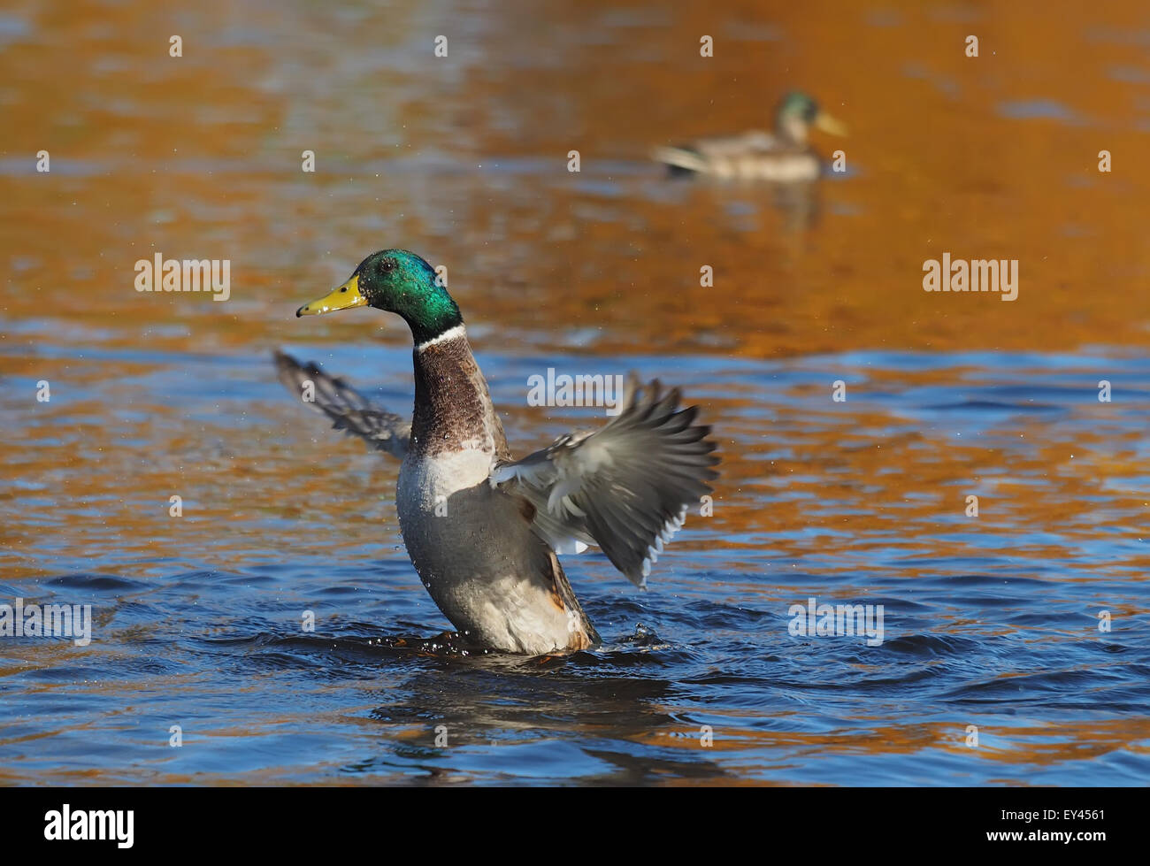 duck flaps its wings Stock Photo - Alamy