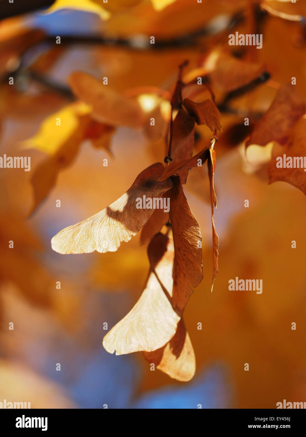 Acer campestre seed hi-res stock photography and images - Alamy