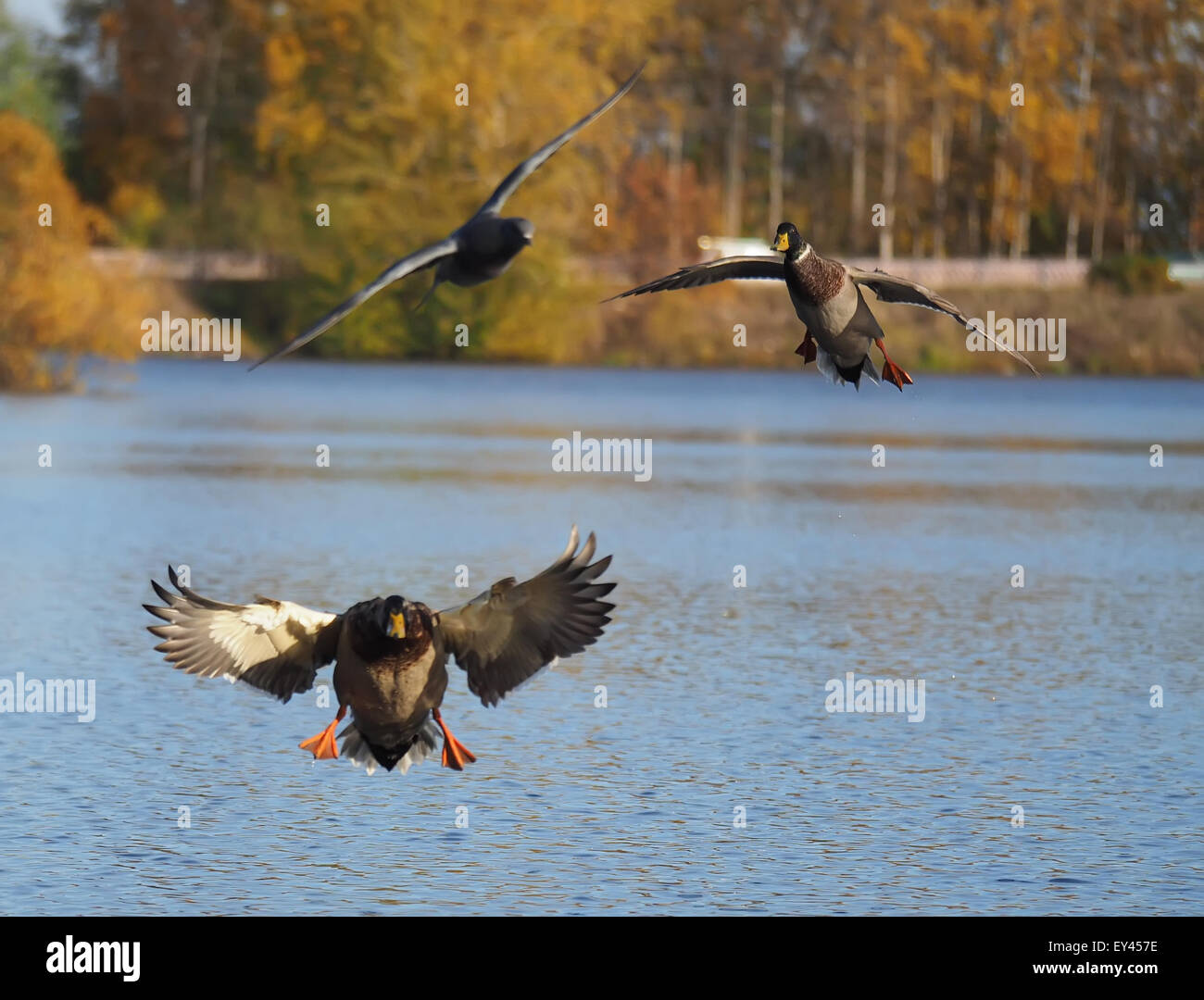 Duck in flight Stock Photo - Alamy