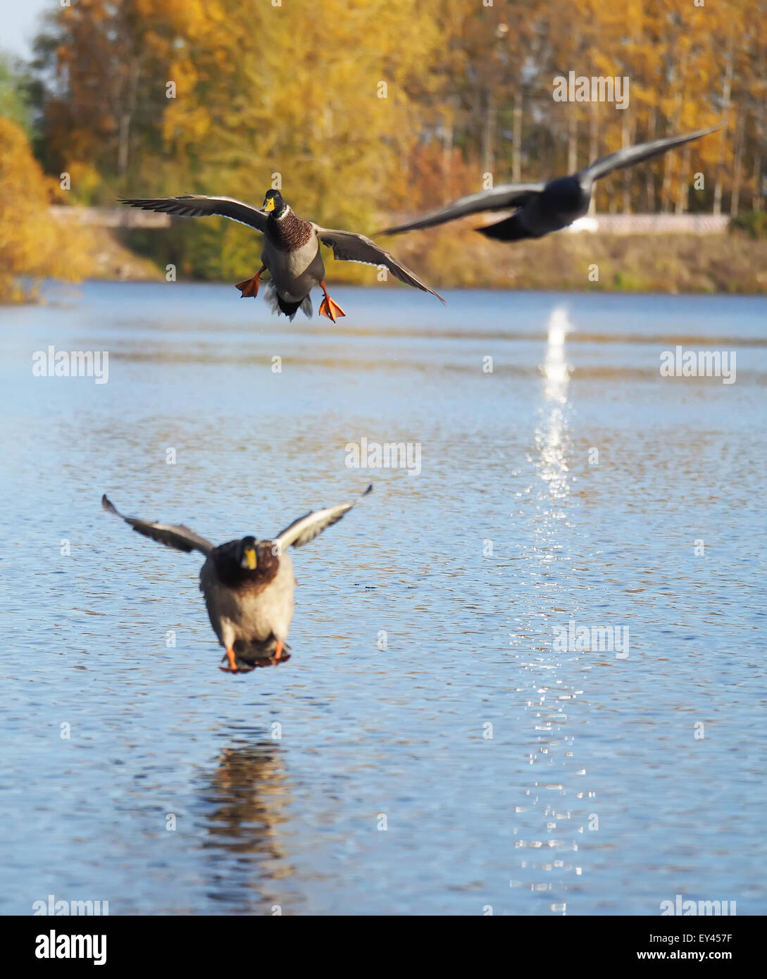 Duck in flight Stock Photo - Alamy