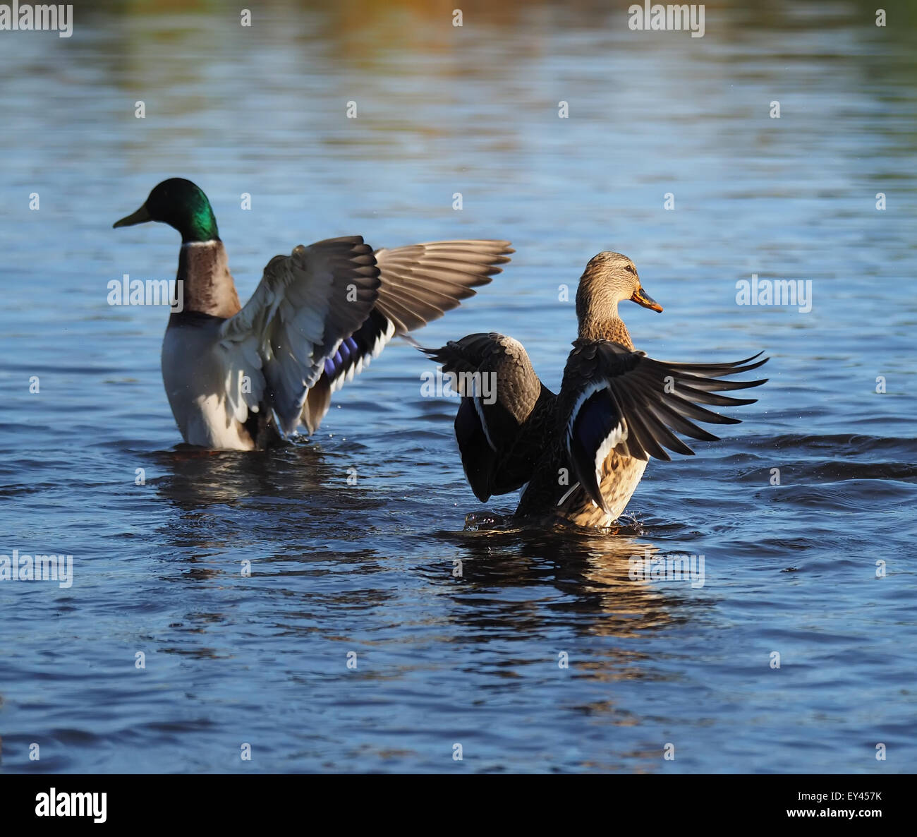 duck flaps its wings Stock Photo - Alamy