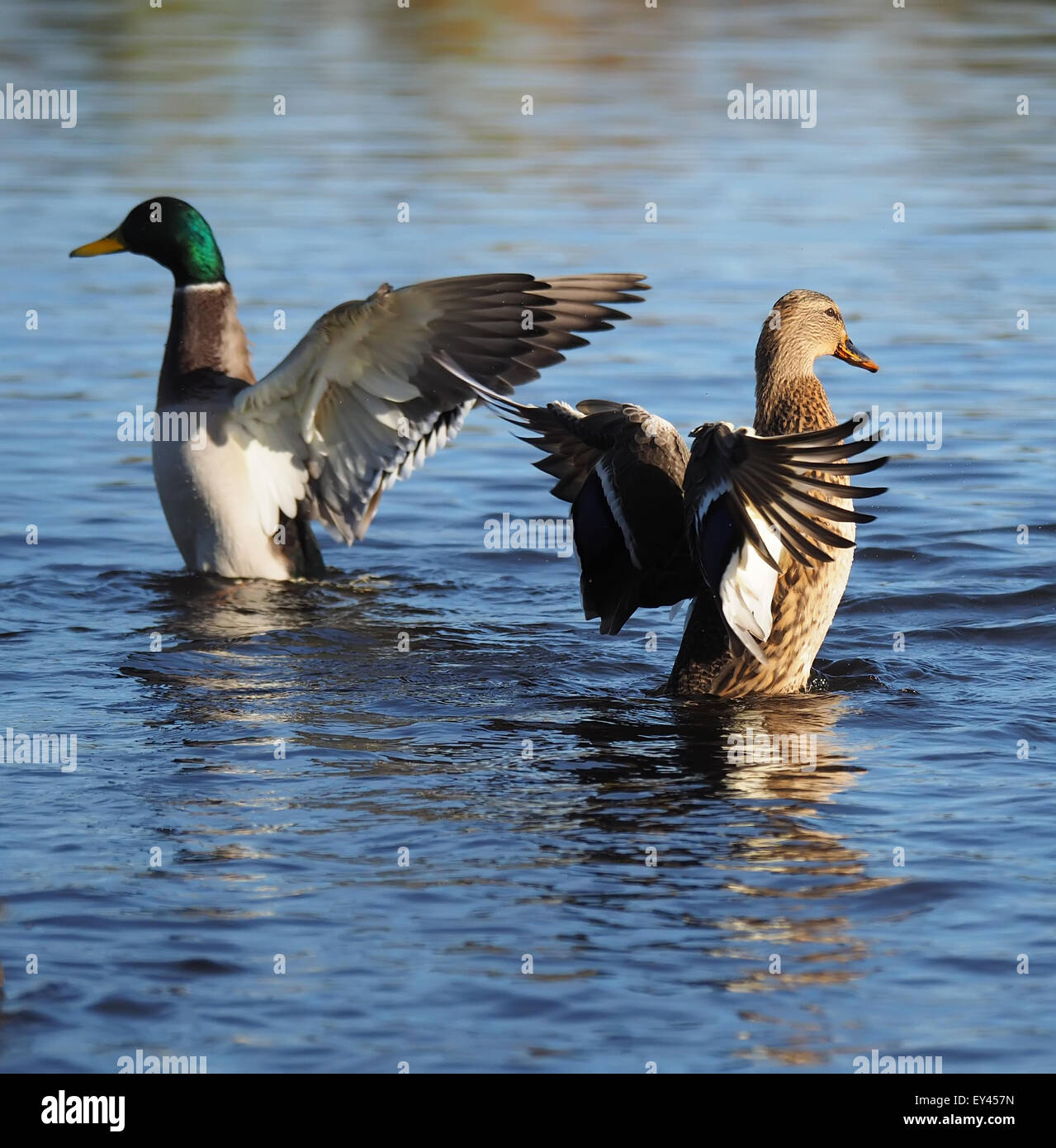 duck flaps its wings Stock Photo - Alamy