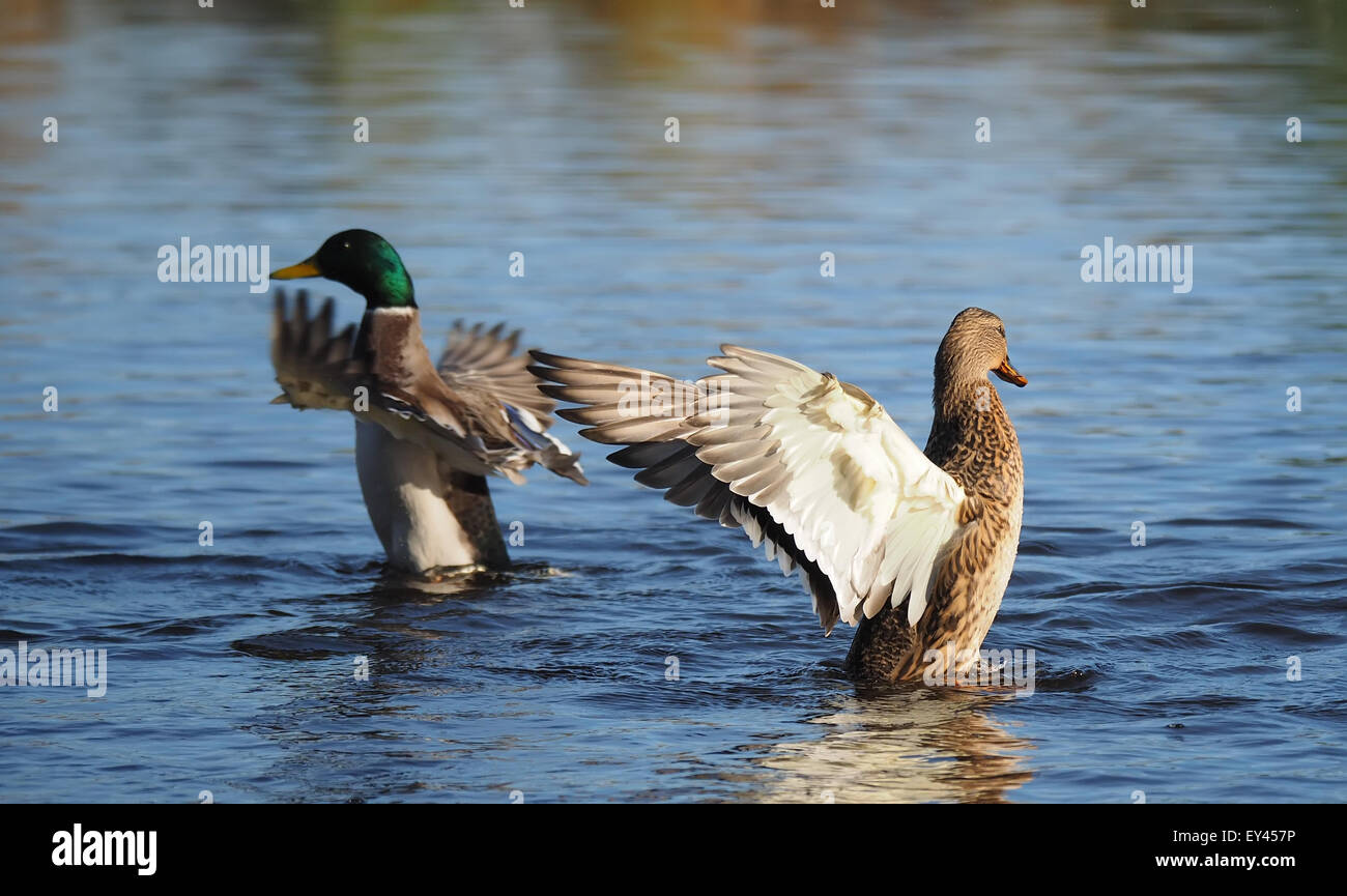 duck flaps its wings Stock Photo - Alamy