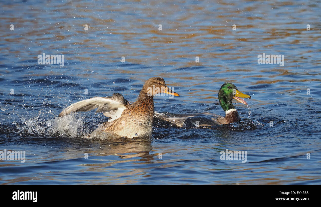 duck flaps its wings Stock Photo - Alamy