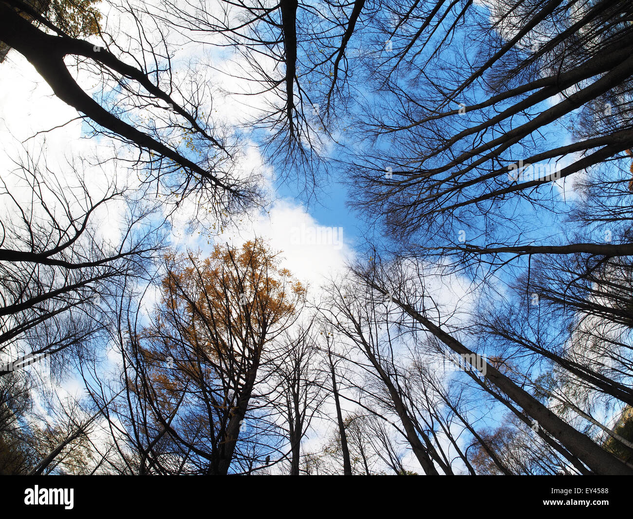 Crown trees hi-res stock photography and images - Alamy