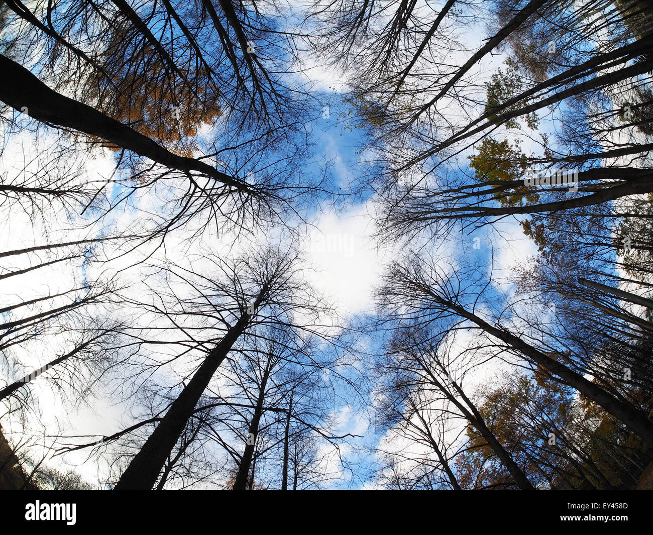 Crown trees hi-res stock photography and images - Alamy