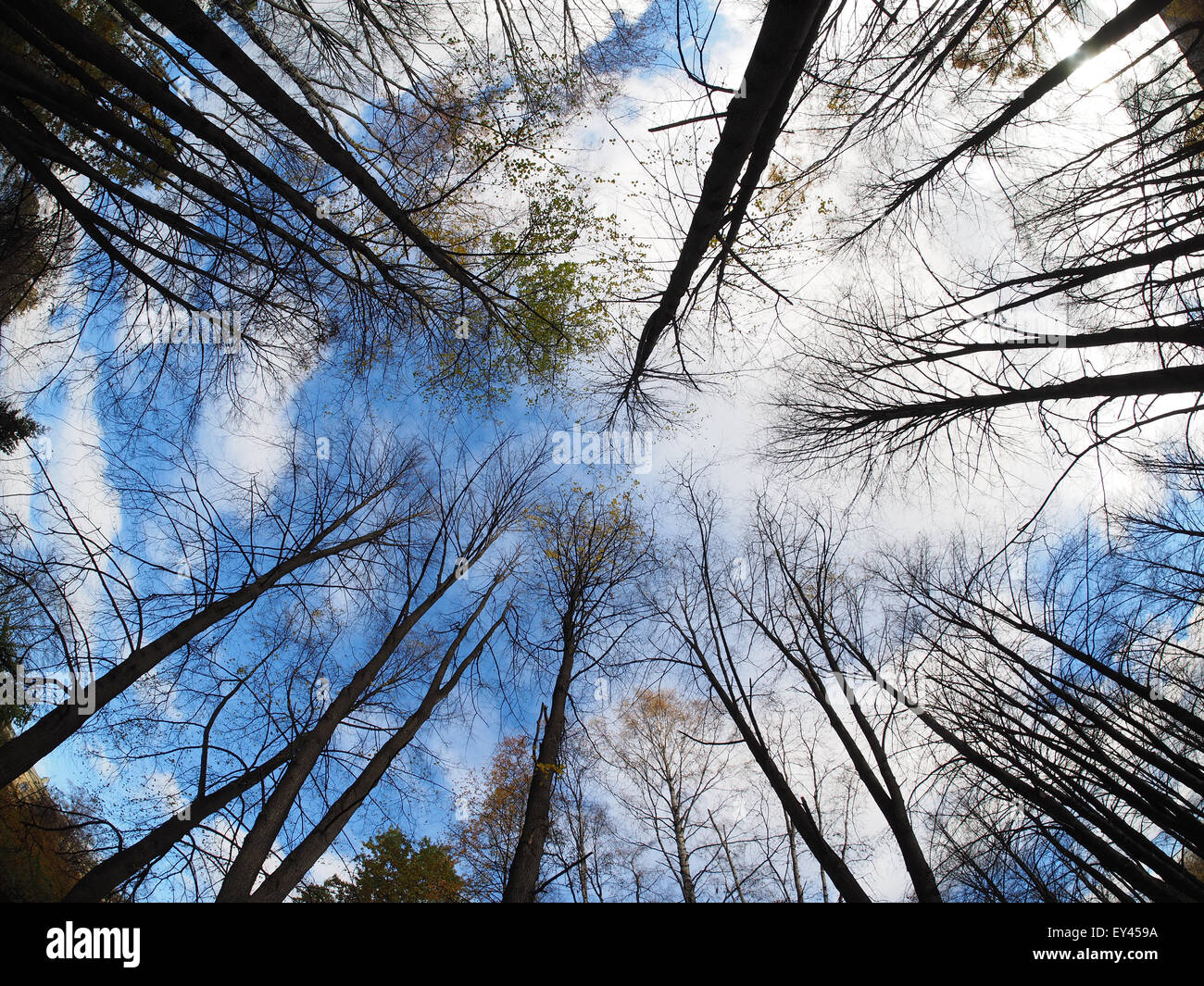 Leafy crown hi-res stock photography and images - Alamy