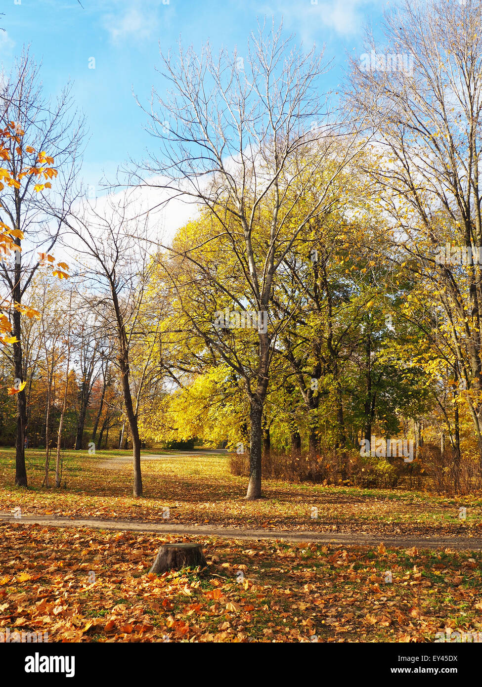 park in autumn Stock Photo - Alamy