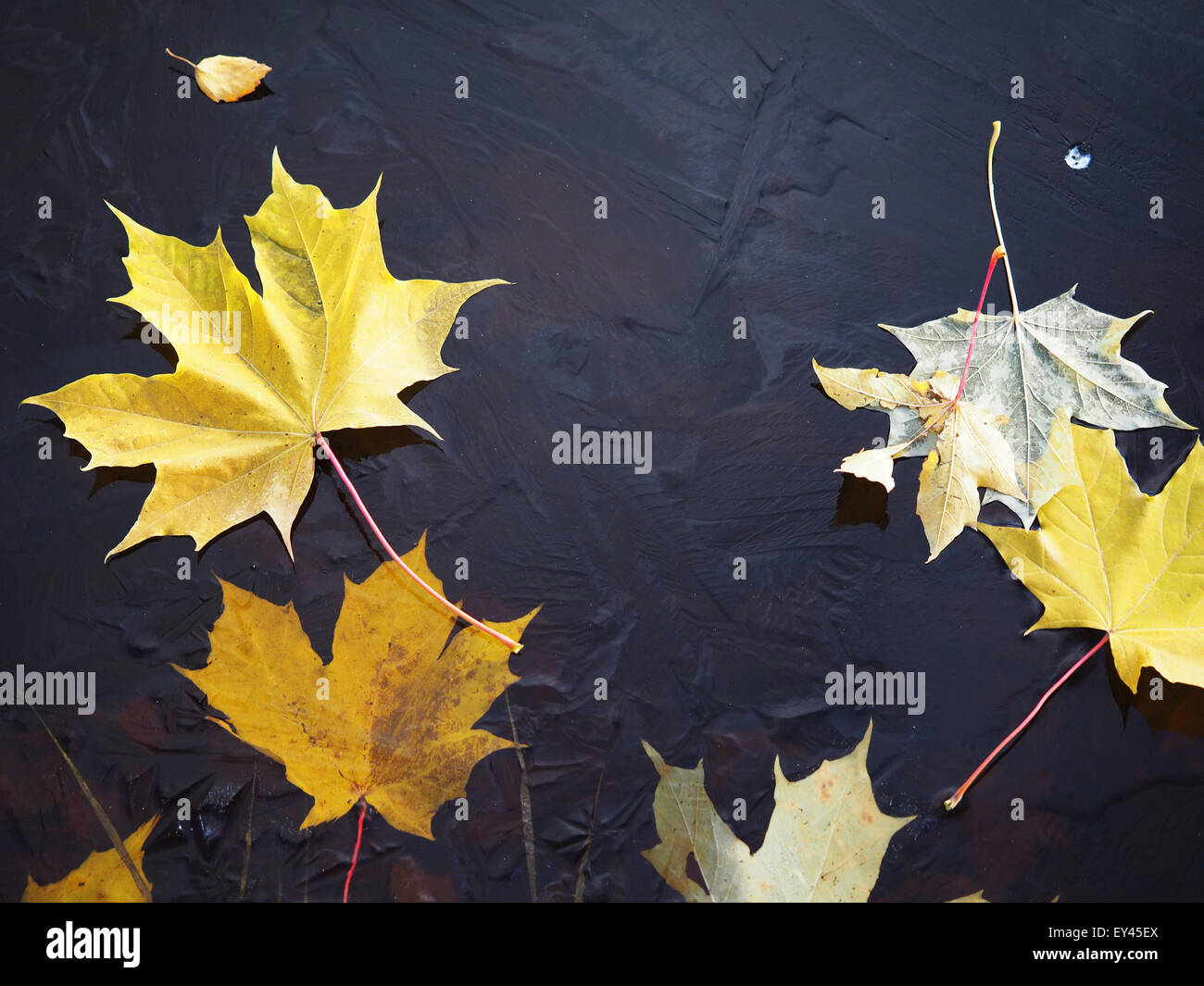 maple leaves in ice Stock Photo - Alamy