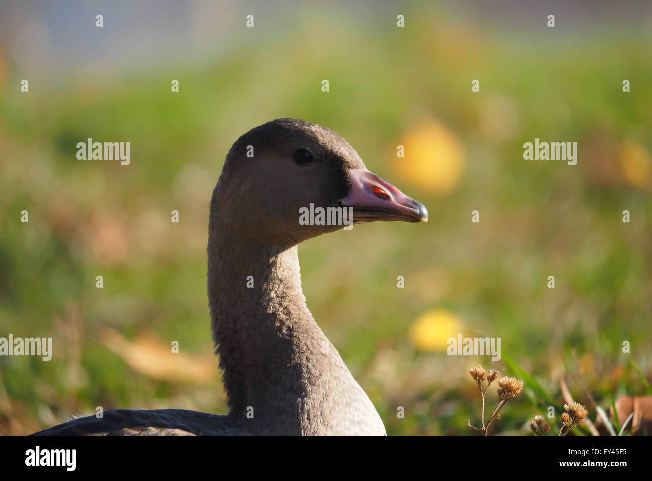 Goose on grass Stock Photo - Alamy