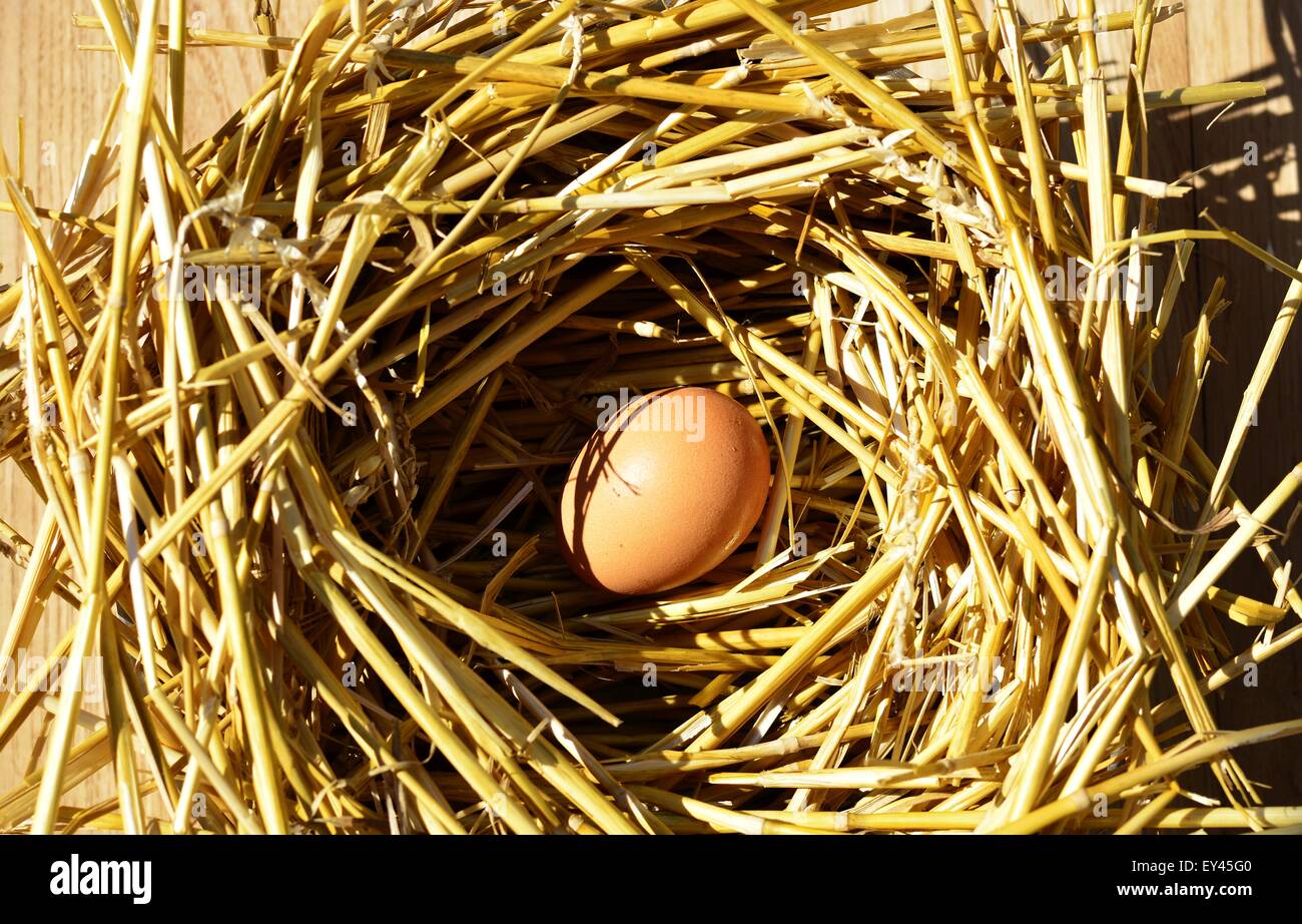 Eggs in the nest Stock Photo - Alamy