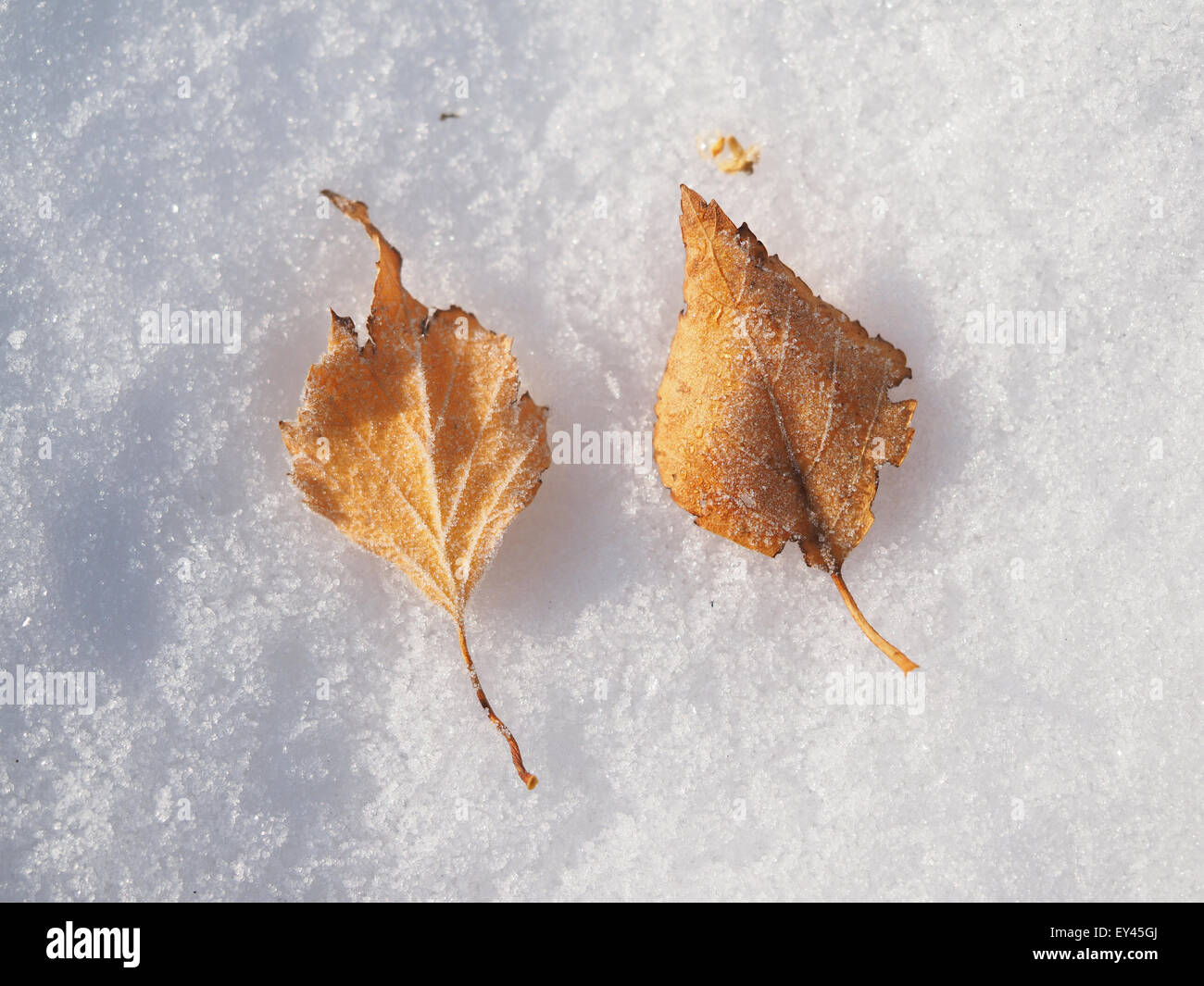 leaves and snow Stock Photo - Alamy