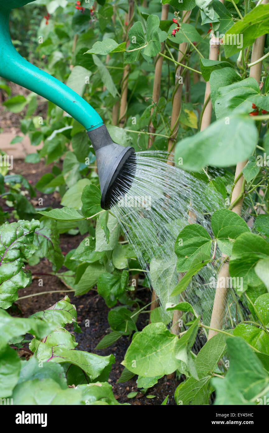 Runner beans growing hi-res stock photography and images - Alamy
