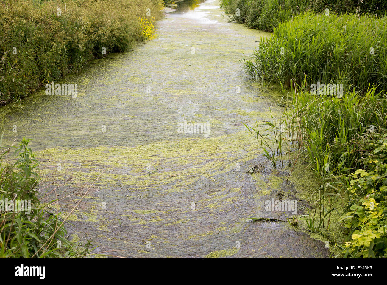 Ditch Weed Stock Photos & Ditch Weed Stock Images - Alamy
