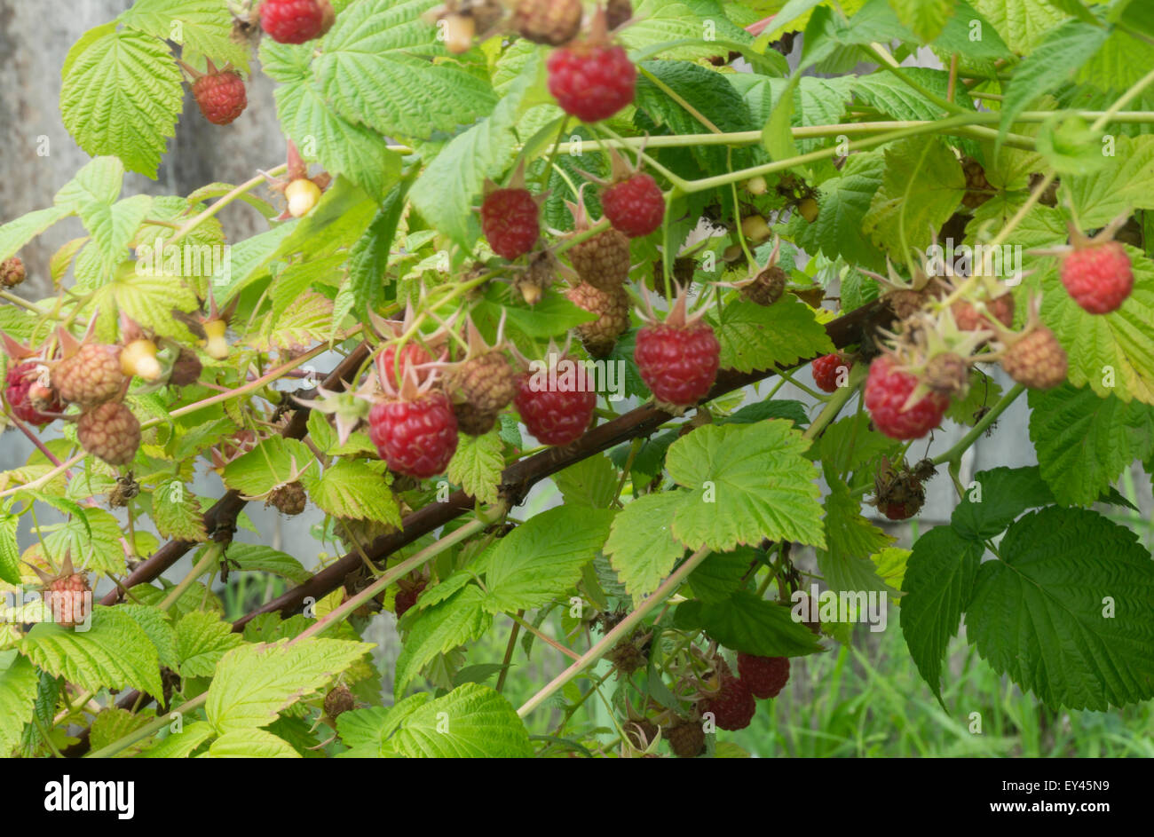 Raspberry gardening hi-res stock photography and images - Alamy