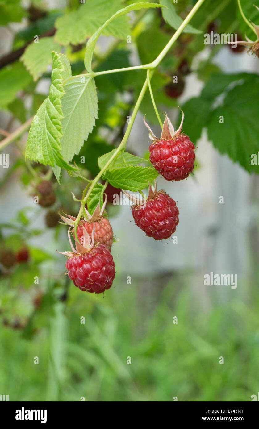 Branch of the red ripe raspberry Stock Photo - Alamy