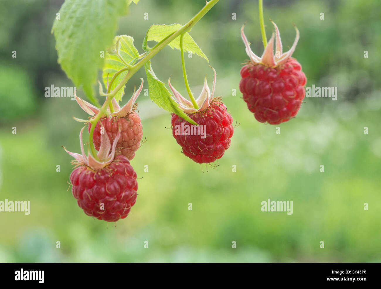 Branch of the red ripe raspberry Stock Photo - Alamy