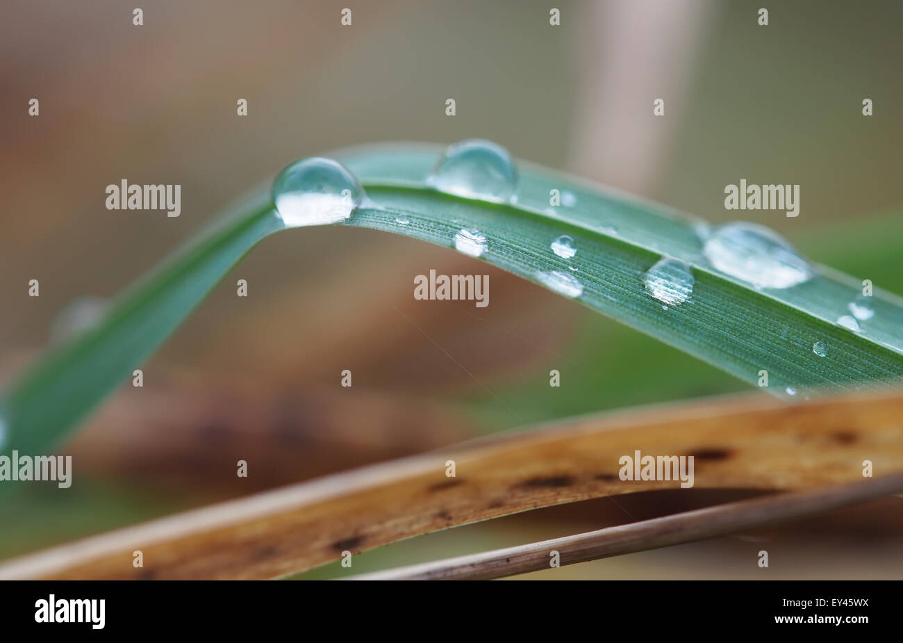 drops on plant Stock Photo - Alamy