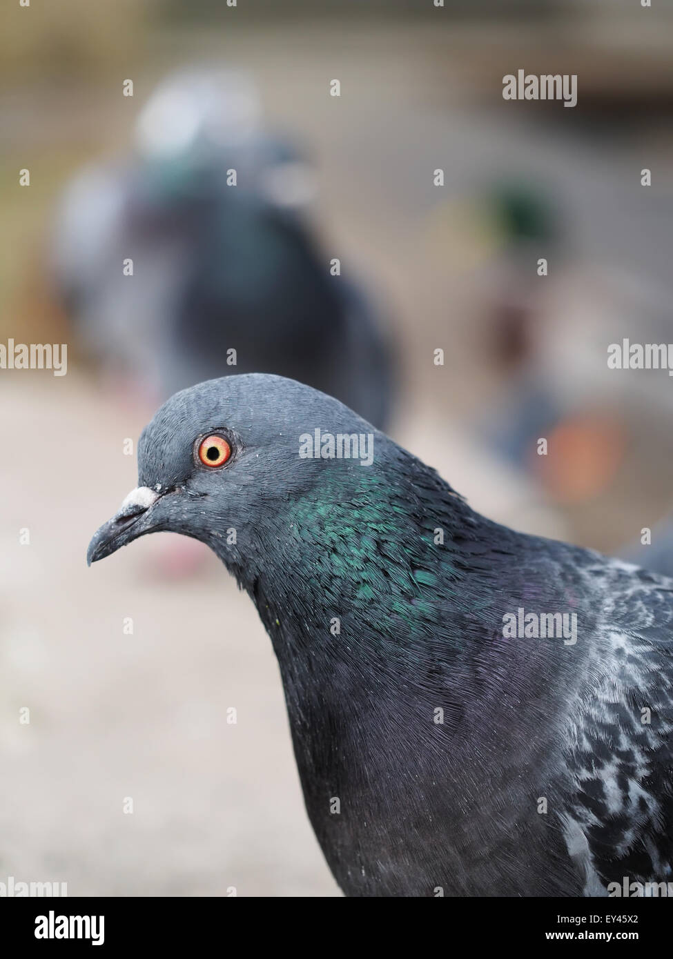 dove gray on the lake Stock Photo - Alamy