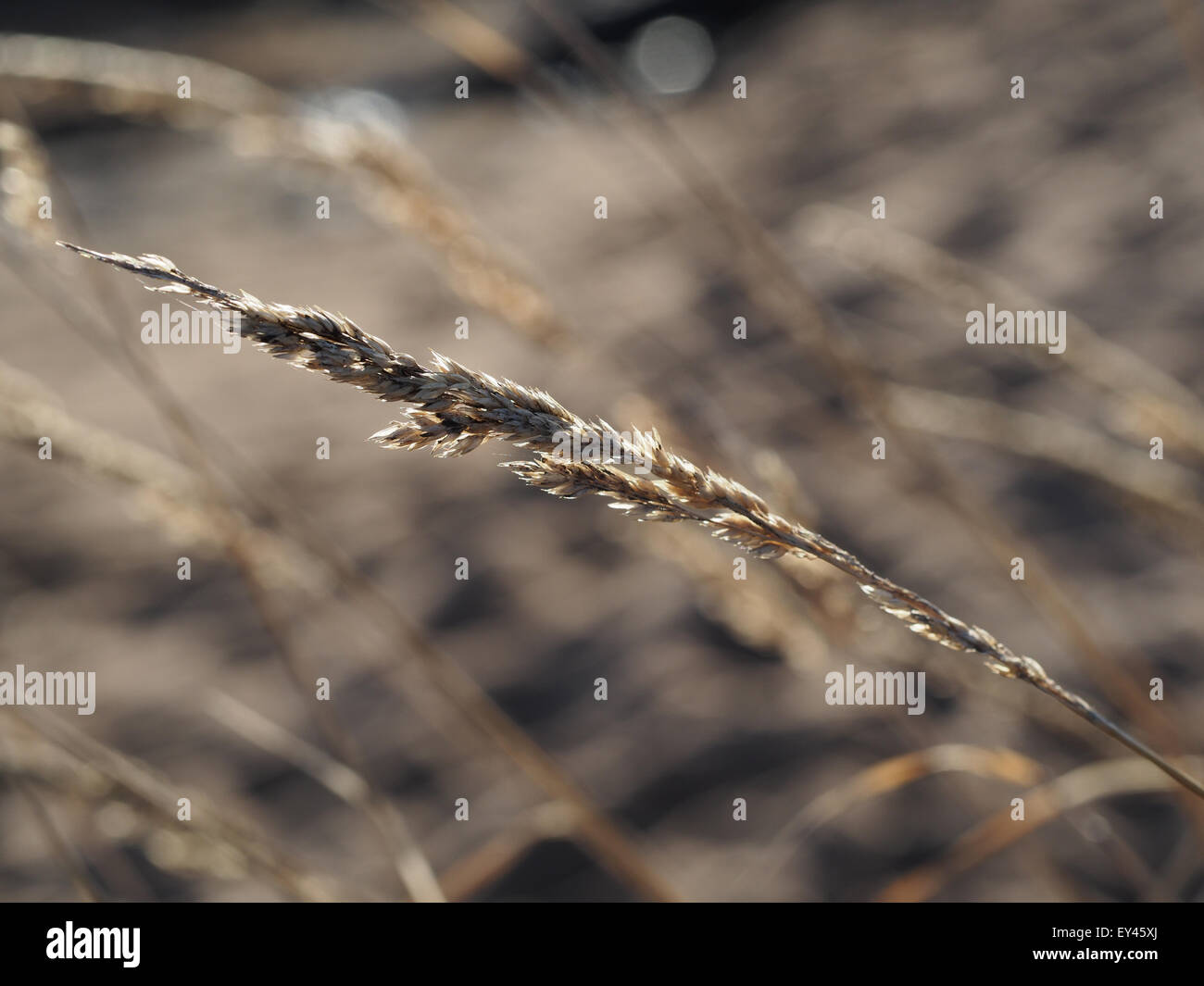 Oat spikelet hi-res stock photography and images - Alamy