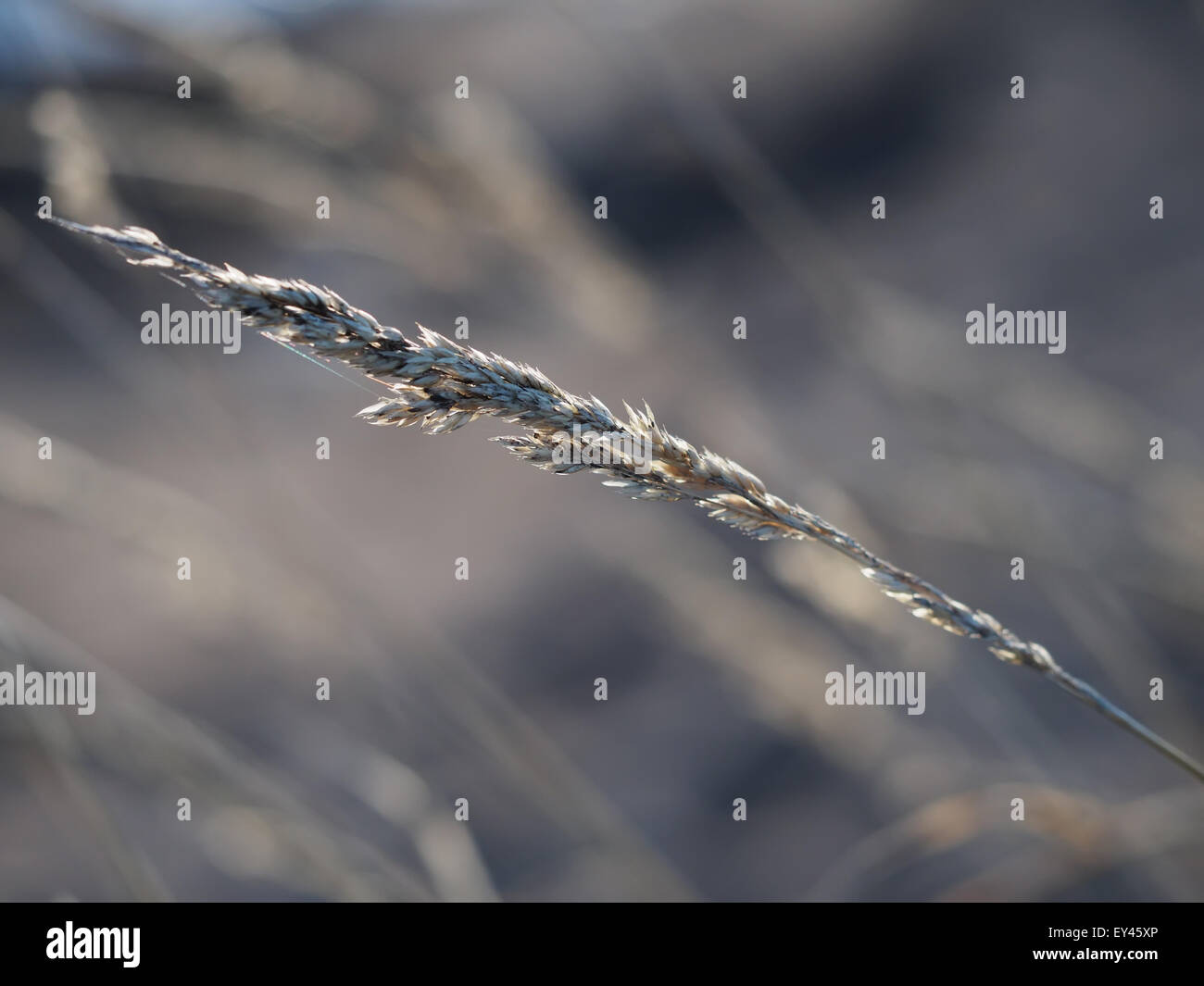 Oat spikelet hi-res stock photography and images - Alamy