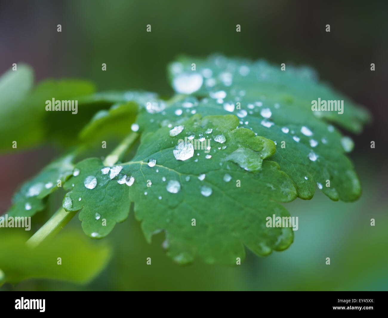 drops on plant Stock Photo - Alamy