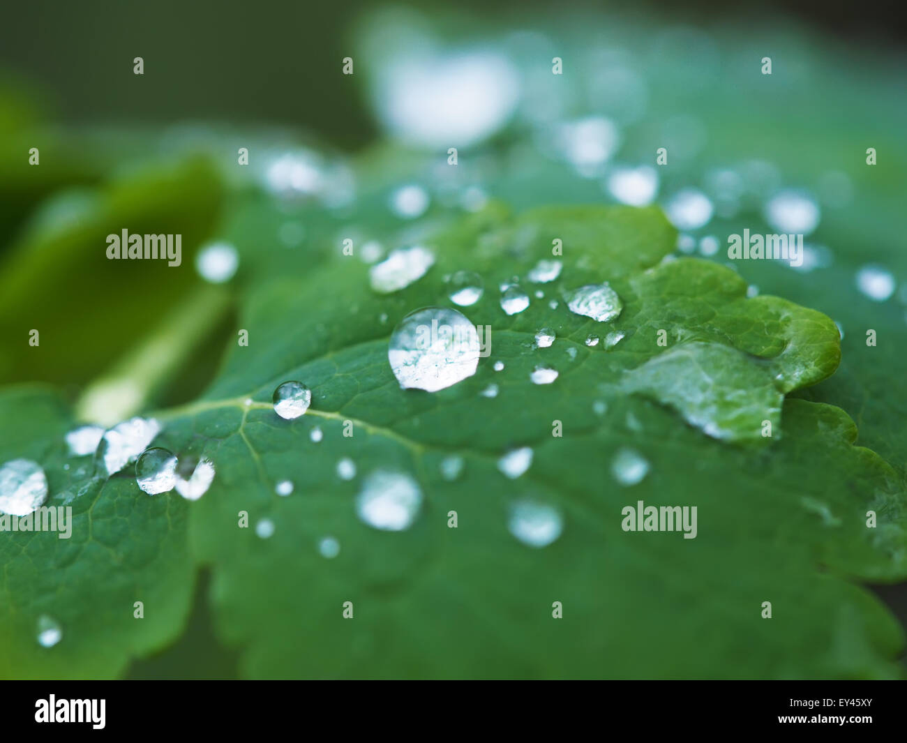 drops on plant Stock Photo - Alamy