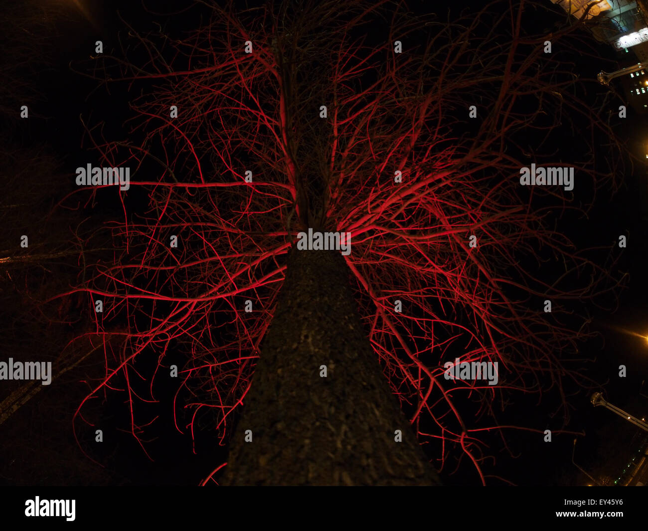 tree with light Stock Photo - Alamy