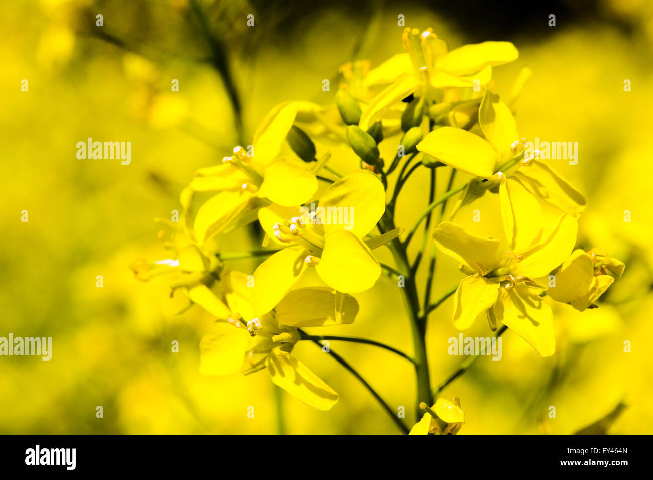 Rapaseed crop oil farming agriculture hi-res stock photography and ...