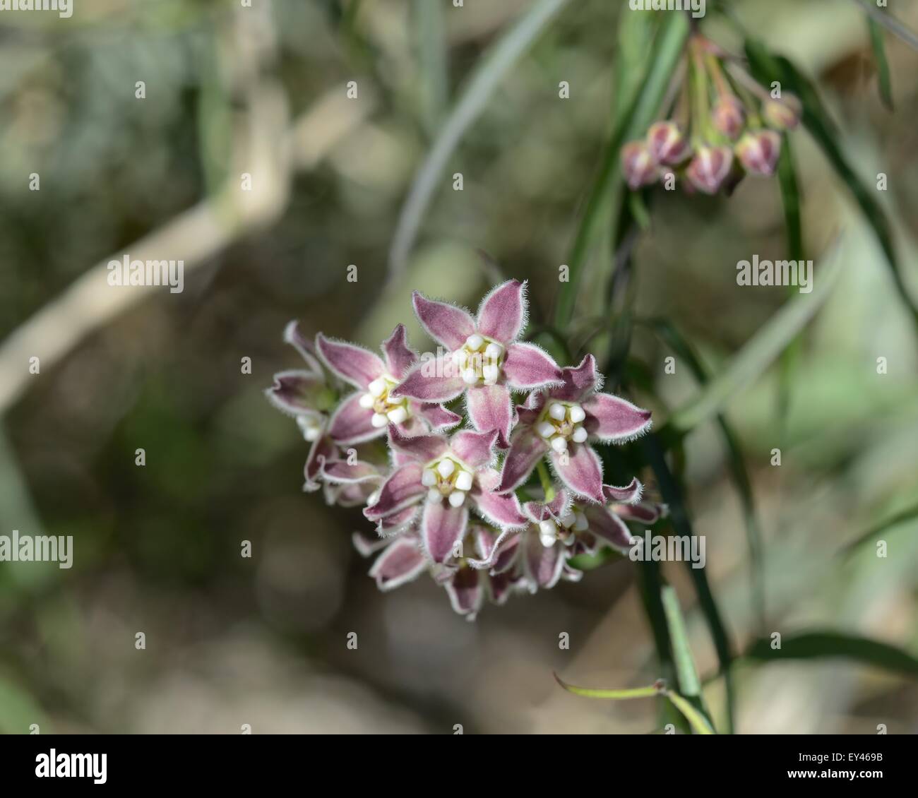 monarch host plant Stock Photo - Alamy
