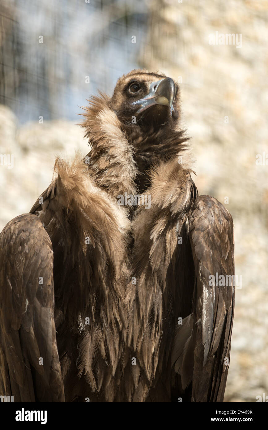 vulture,death,, bird, beak, prey, nature, scavenger, animal, raptor ...