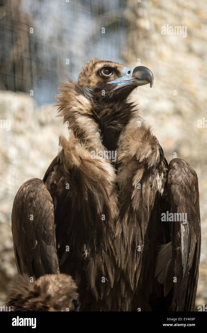 vulture,death,, bird, beak, prey, nature, scavenger, animal, raptor ...